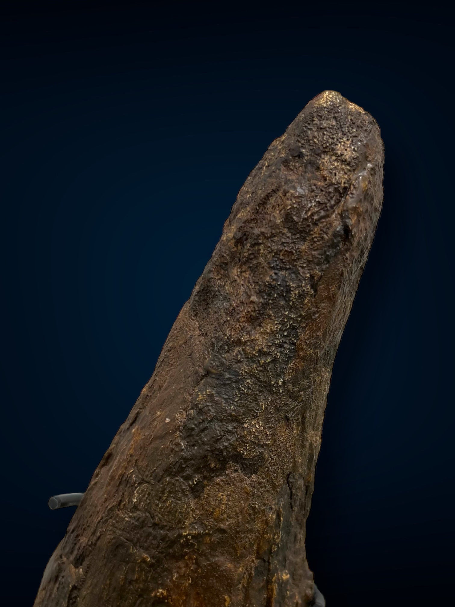 Hall of Sold Objects – Fossil Realm