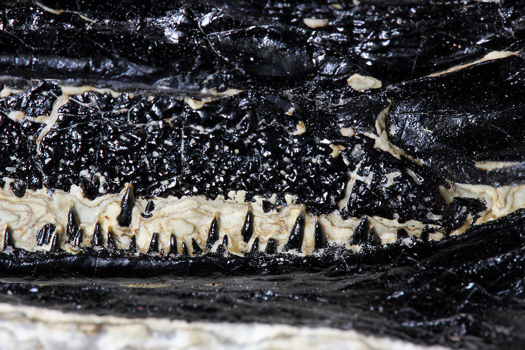 Fossil Gar Fish For Sale - Lepisosteus simplex - 28 Inches – Fossil Realm