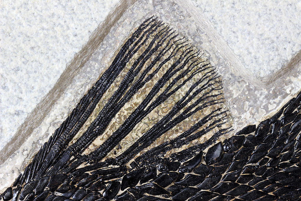 Fossil Gar Fish For Sale - Lepisosteus simplex - 28 Inches – Fossil Realm