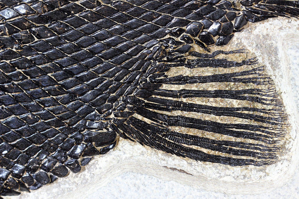 Fossil Gar Fish For Sale - Lepisosteus simplex - 28 Inches – Fossil Realm