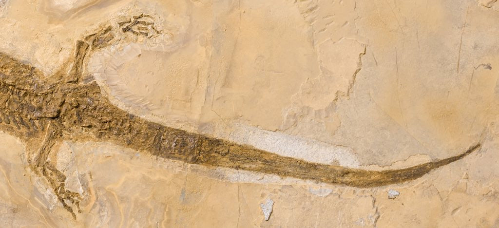 Sclerocephalus Amphibian Fossil for Sale with Conifer – Fossil Realm