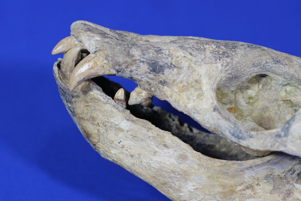 Prehistoric Sea Lion Skull For Sale (Allodesmus) – Fossil Realm