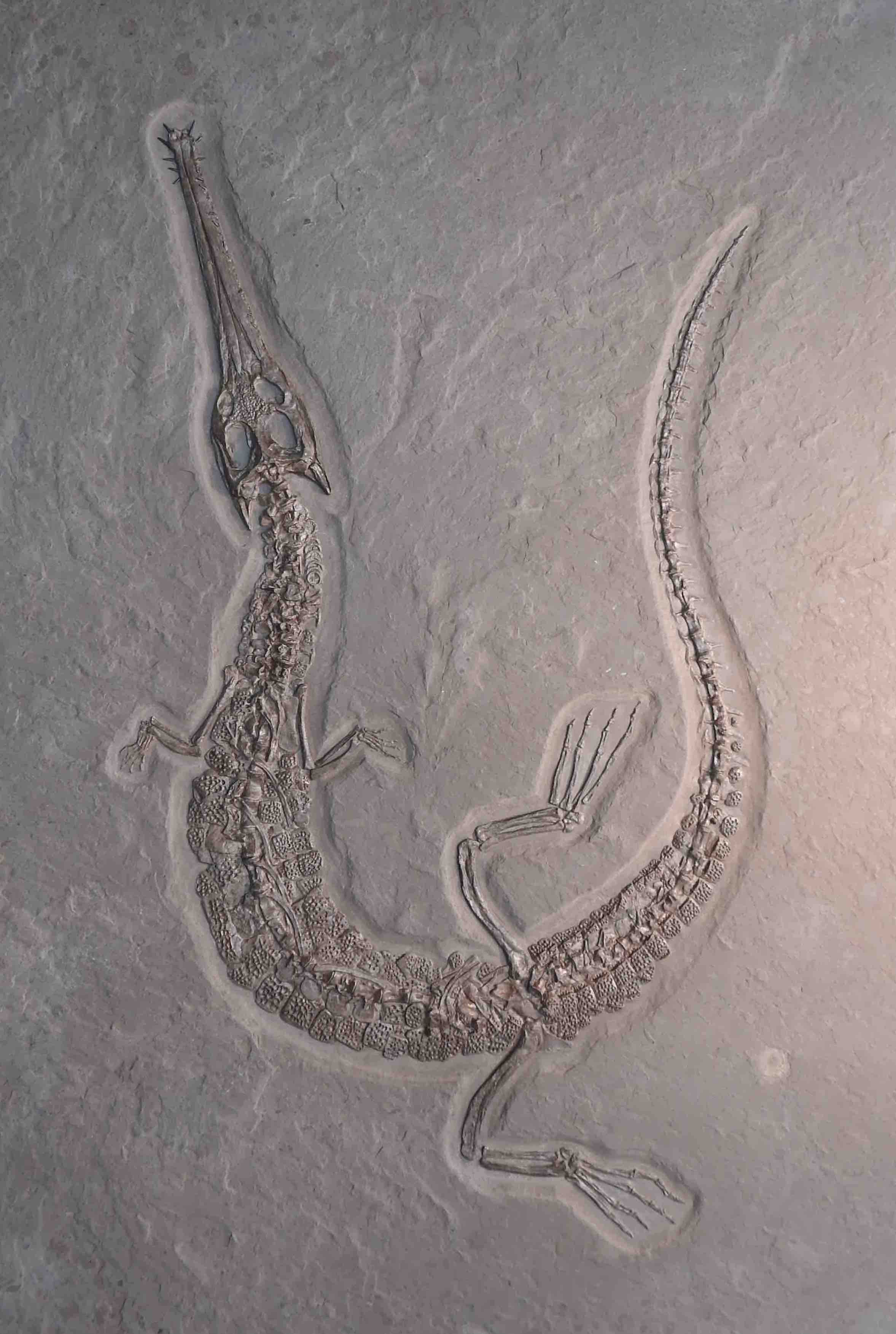 9.18' Holzmaden Crocodile for Sale - Steneosaurus – Fossil Realm