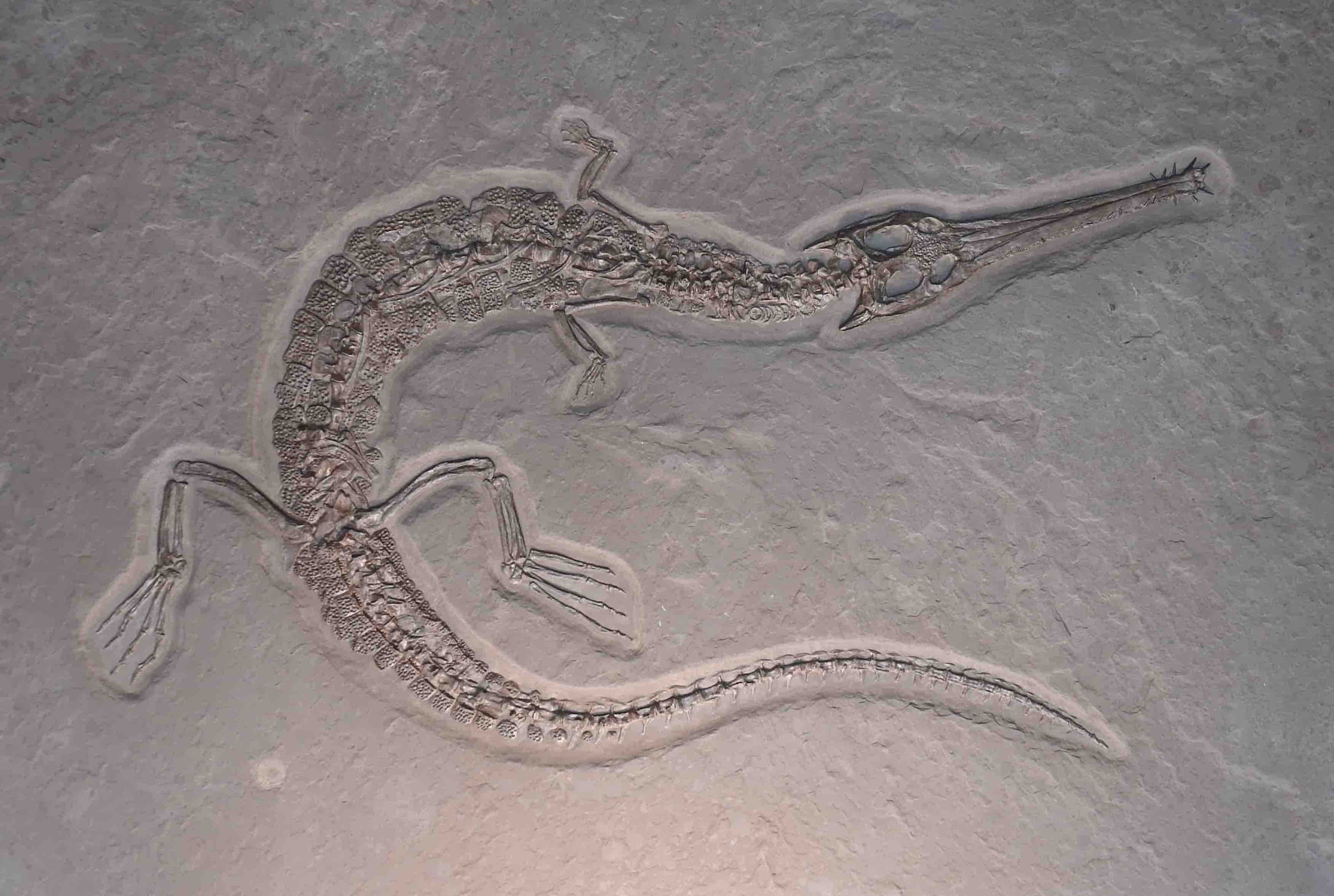 9.18' Holzmaden Crocodile for Sale - Steneosaurus – Fossil Realm