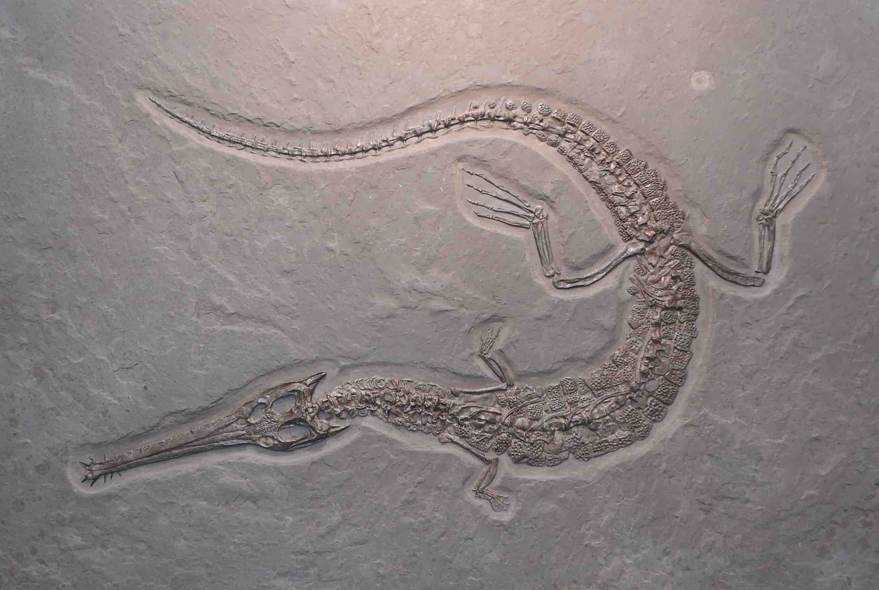 9.18' Holzmaden Crocodile for Sale - Steneosaurus – Fossil Realm