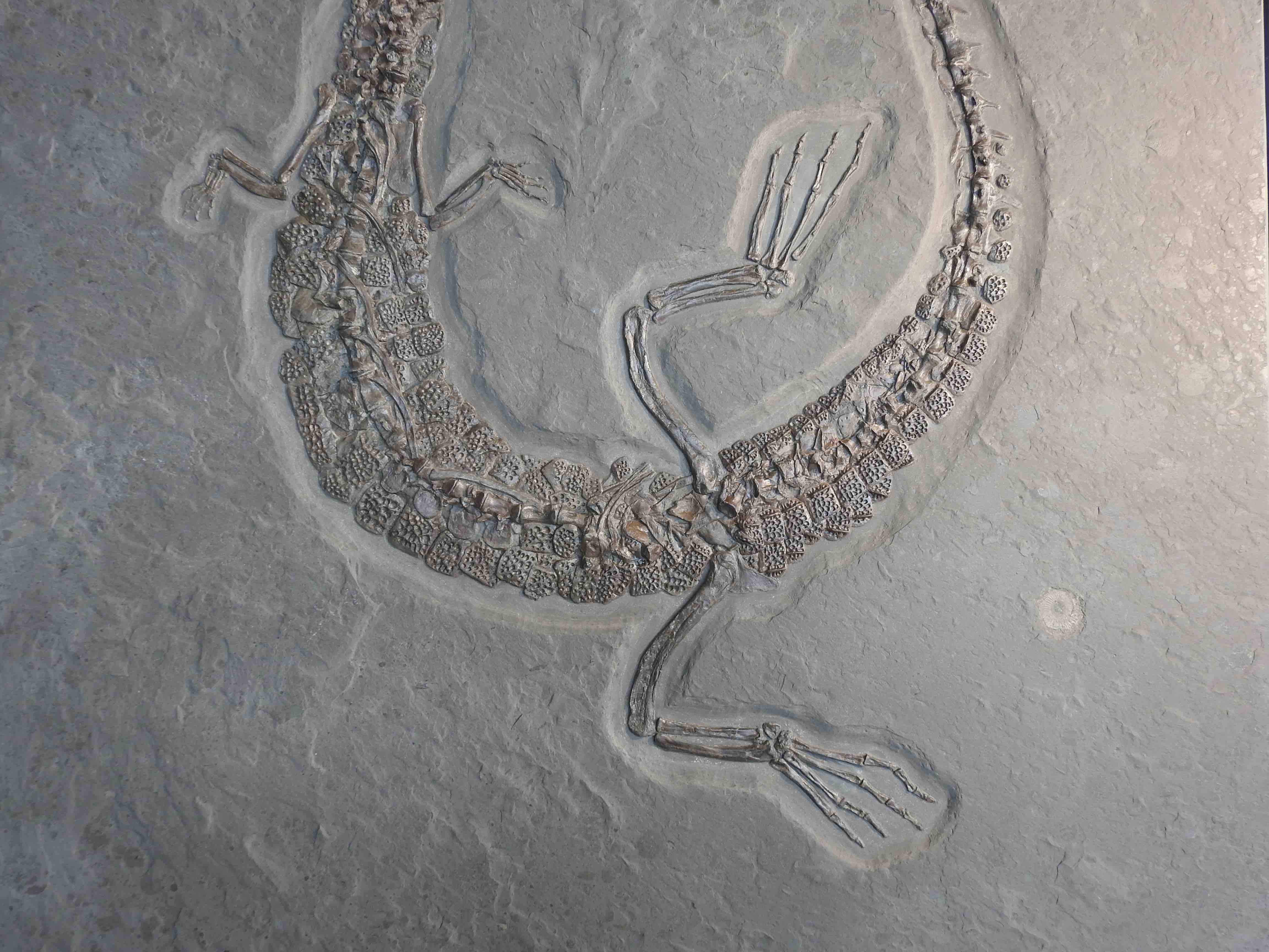 9.18' Holzmaden Crocodile for Sale - Steneosaurus – Fossil Realm