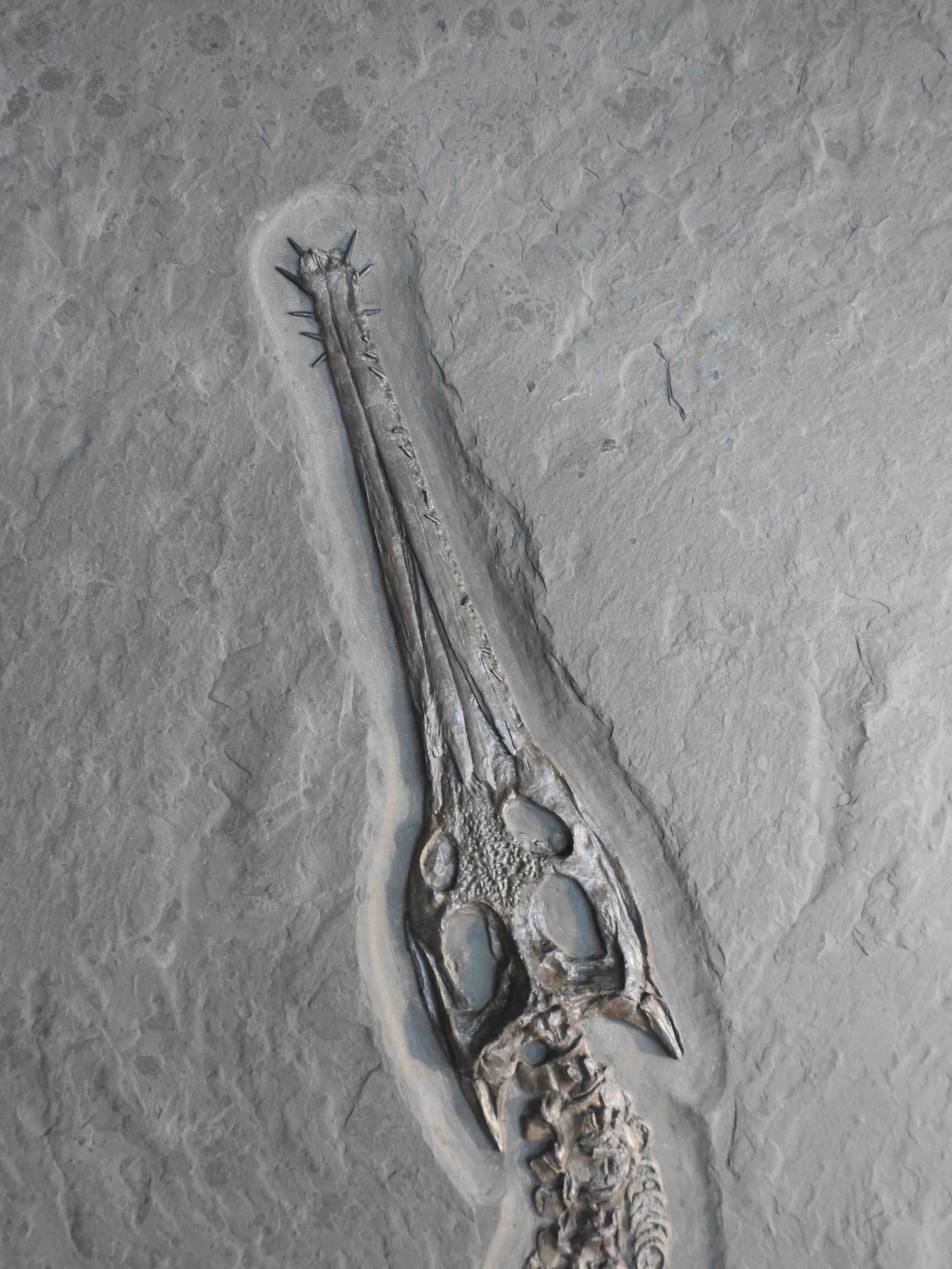 9.18' Holzmaden Crocodile for Sale - Steneosaurus – Fossil Realm