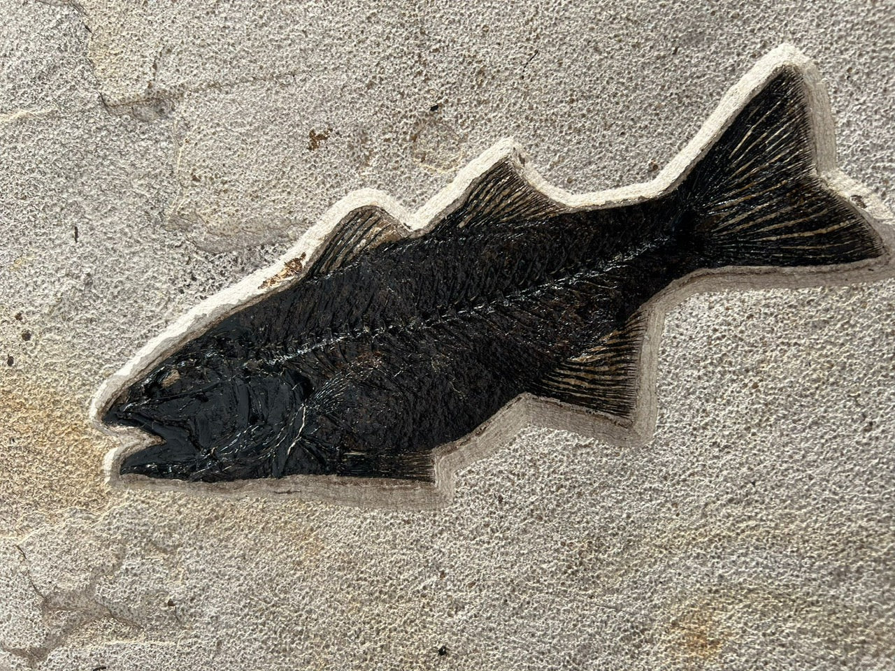 Fossil Green River Fish Mural - Triptych - 72 x 39 inches – Fossil Realm