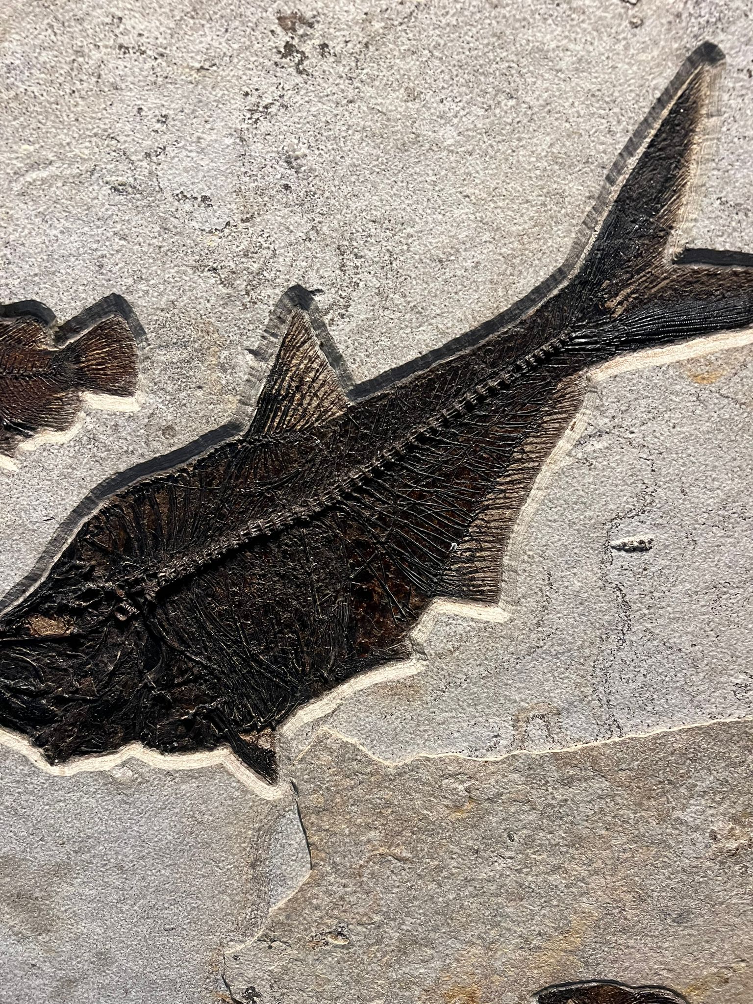 Fossil Green River Fish Mural - Triptych - 75 x 49 inches – Fossil Realm