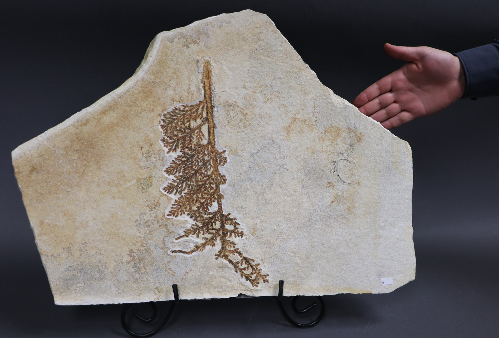 Large Fossil Fern For Sale, 37 inches – Fossil Realm