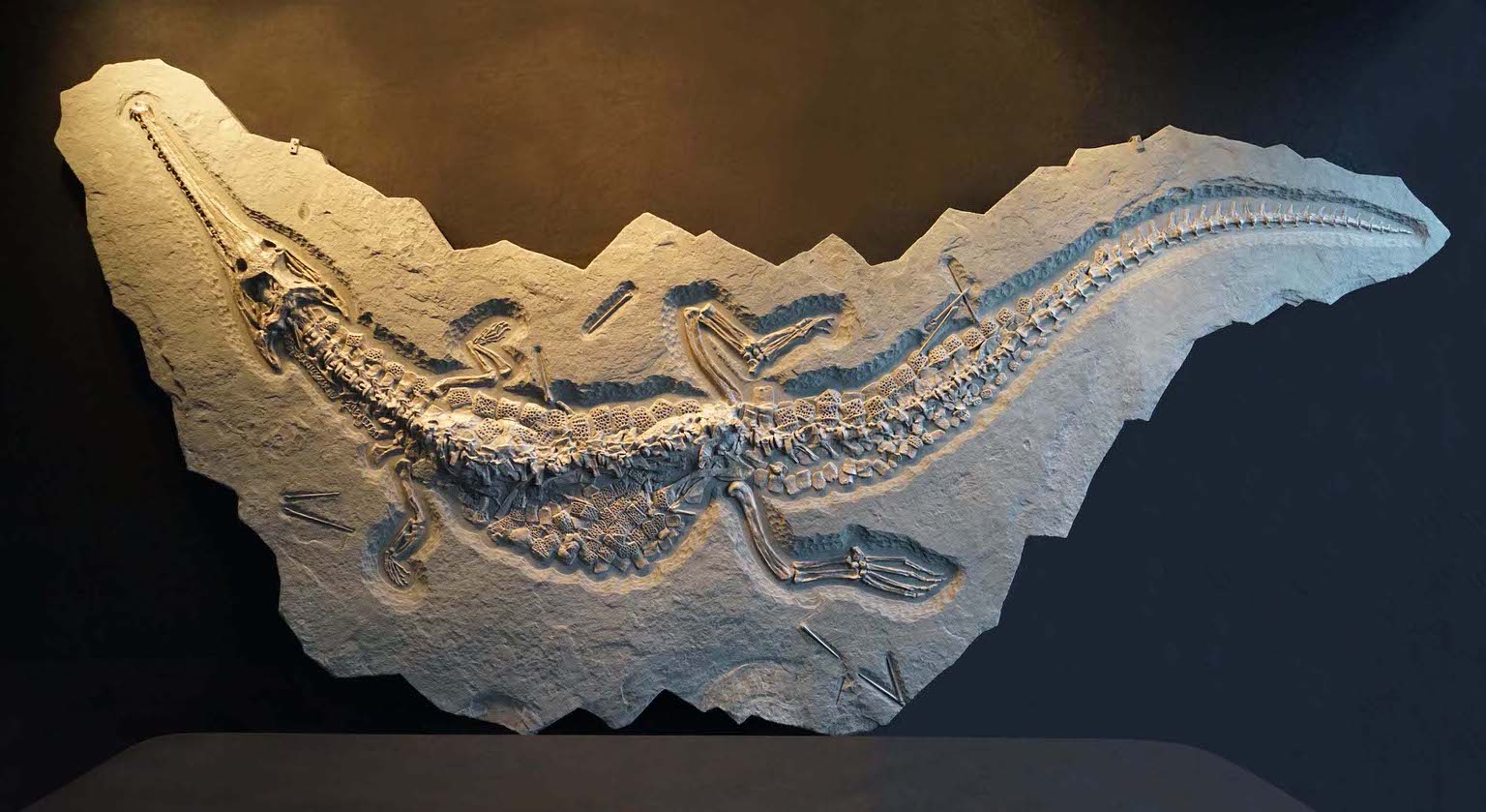 Fossil Crocodile for Sale - Huge Steneosaurus, Holzmaden – Fossil Realm