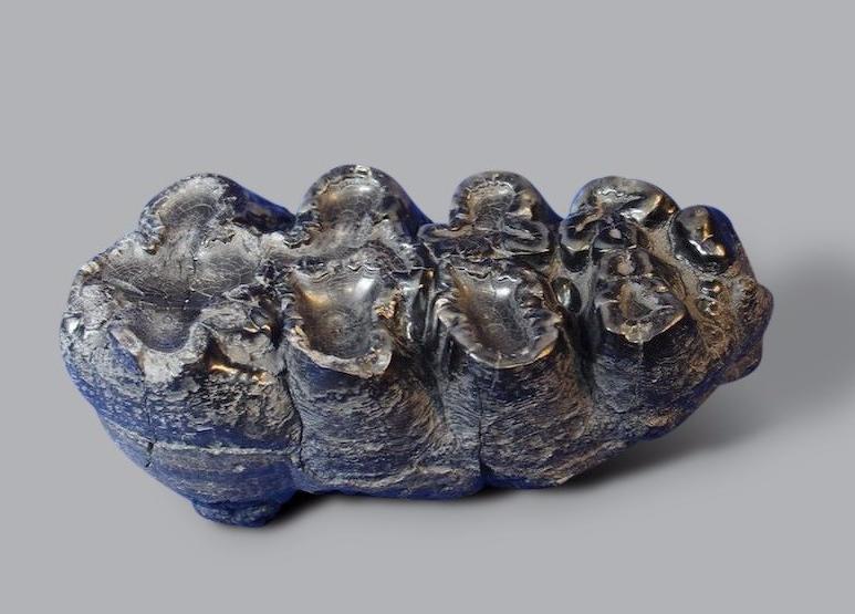Gomphothere Molar For Sale – Fossil Realm