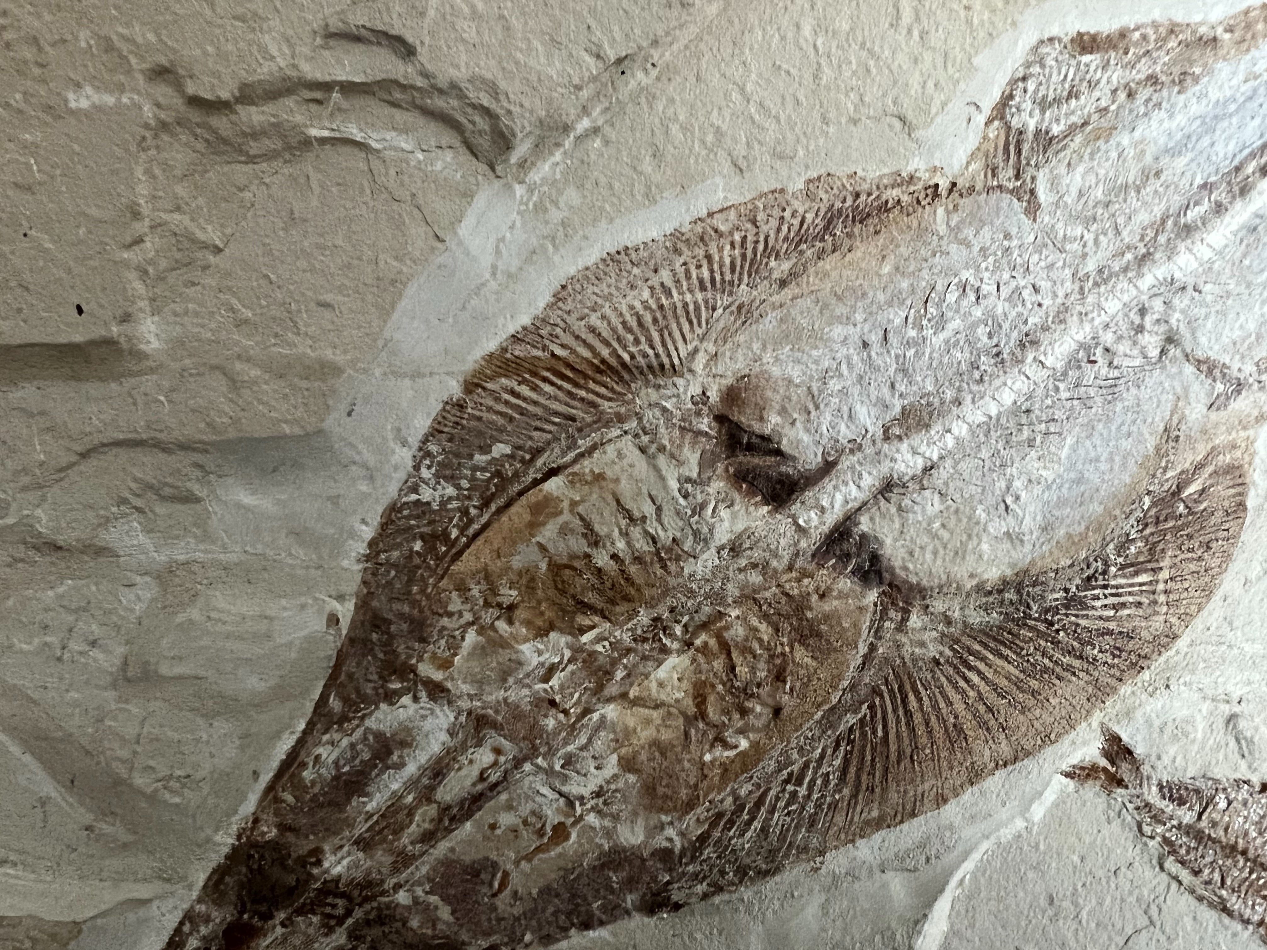 Fish Fossils for Sale: Beautiful Specimens | Fossil Realm