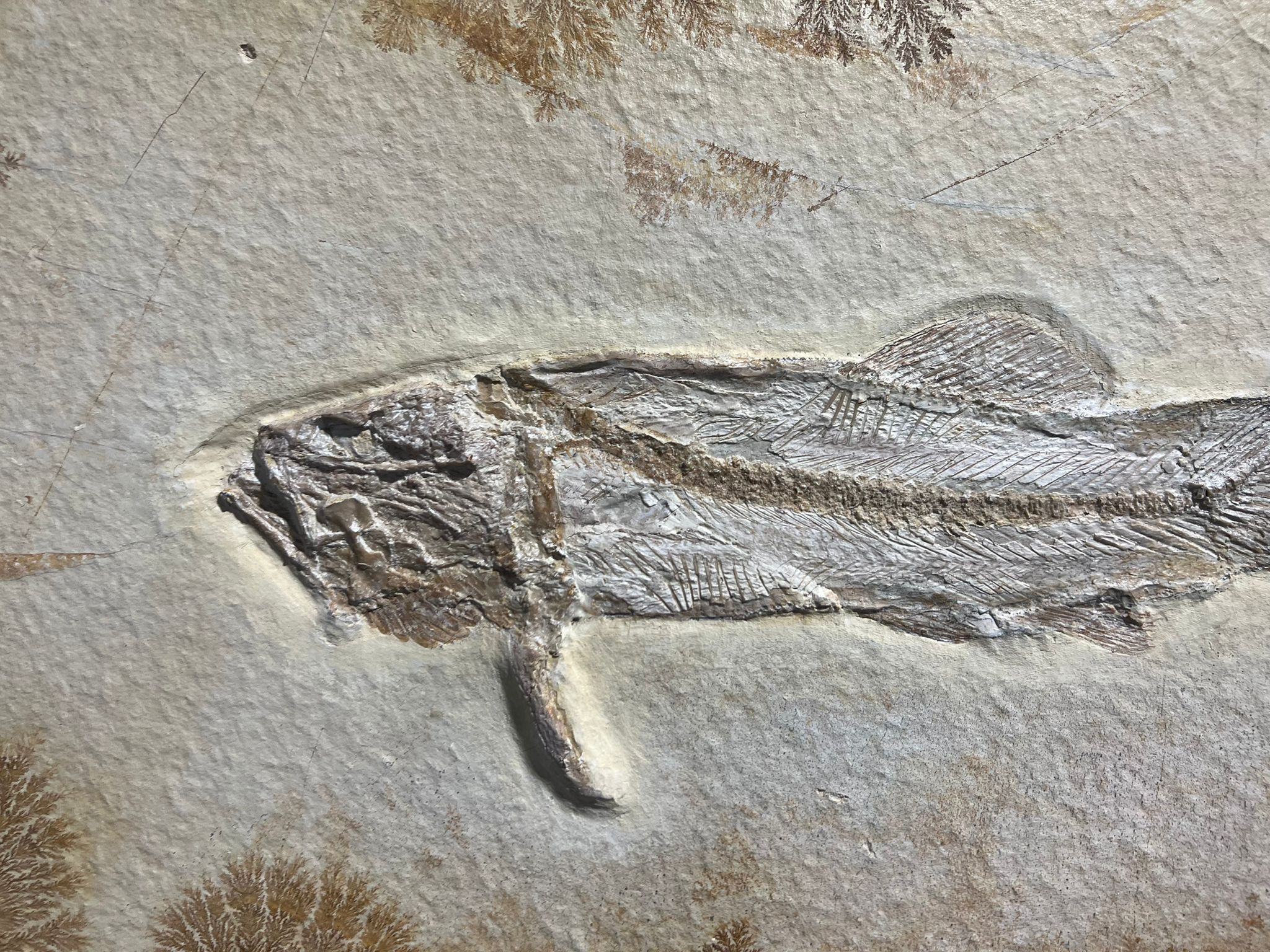 Curated Fossil Collection | Rare and Beautiful Specimens – Fossil Realm