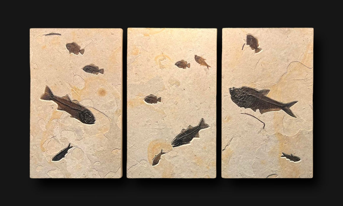 Fish Fossils for Sale: Beautiful Specimens | Fossil Realm