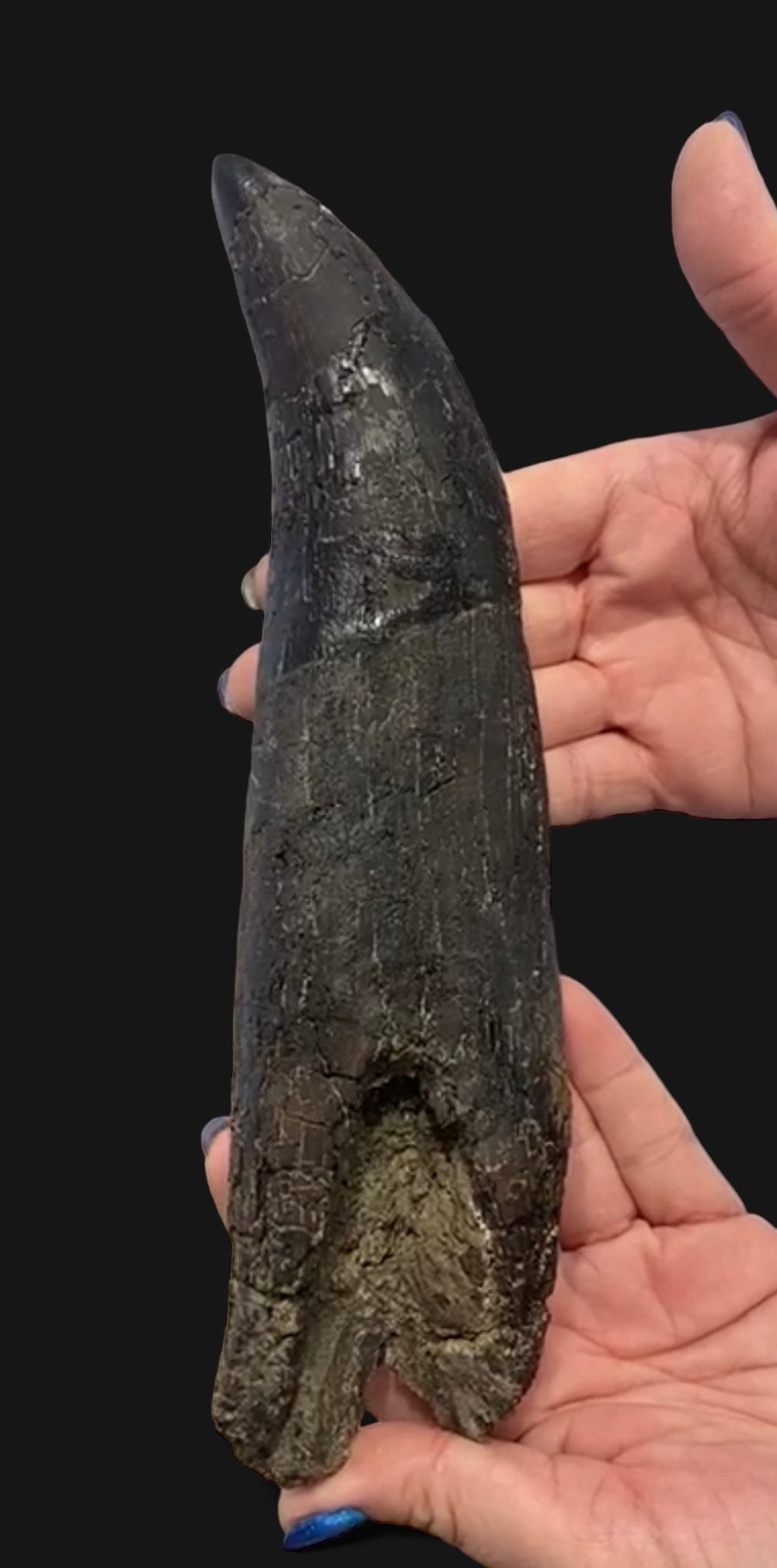 Complete Tyrannosaurus rex Tooth with Root for Sale – Fossil Realm