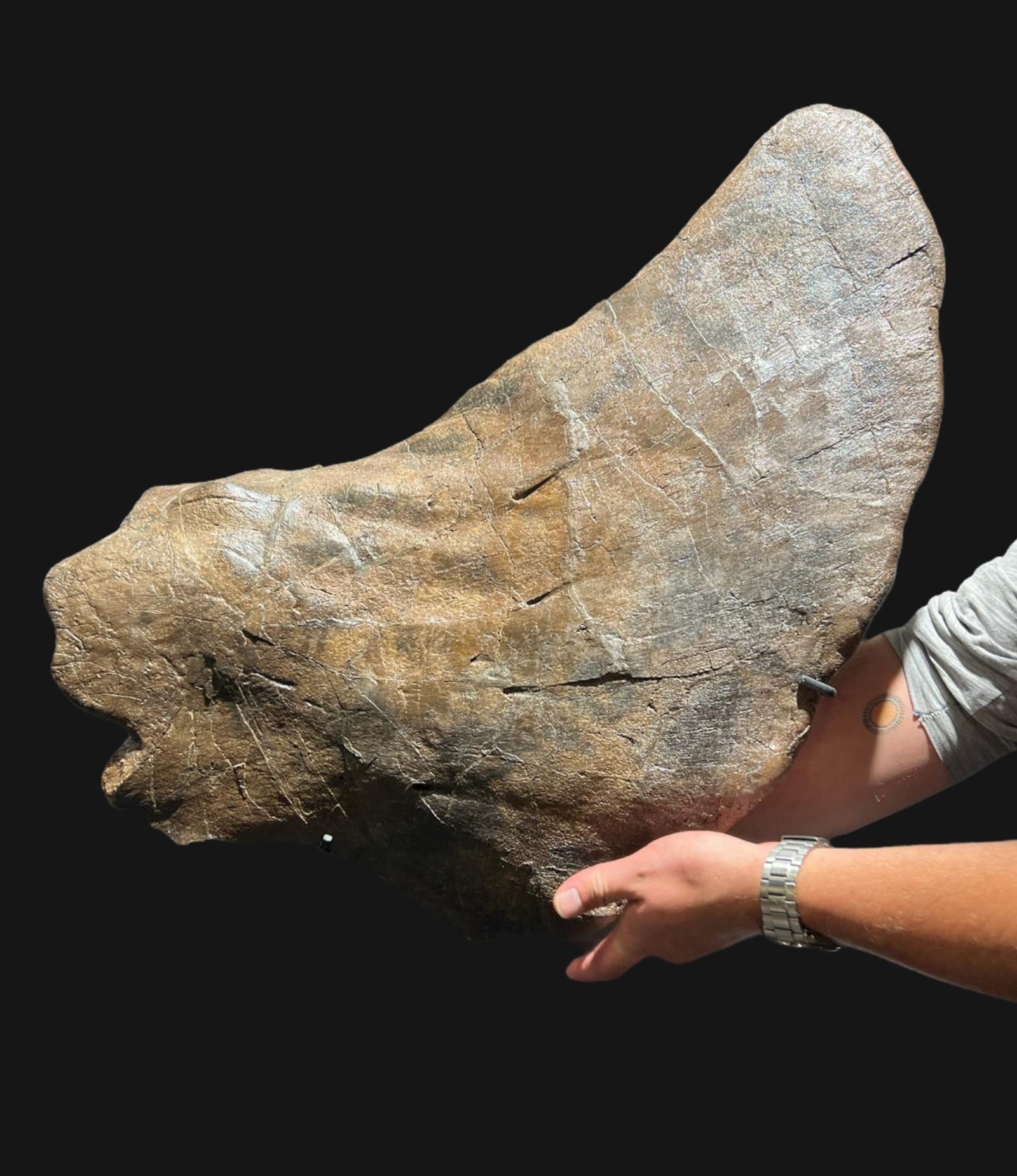 Triceratops Frill (Squamosal Bone) for Sale, 27" – Fossil Realm