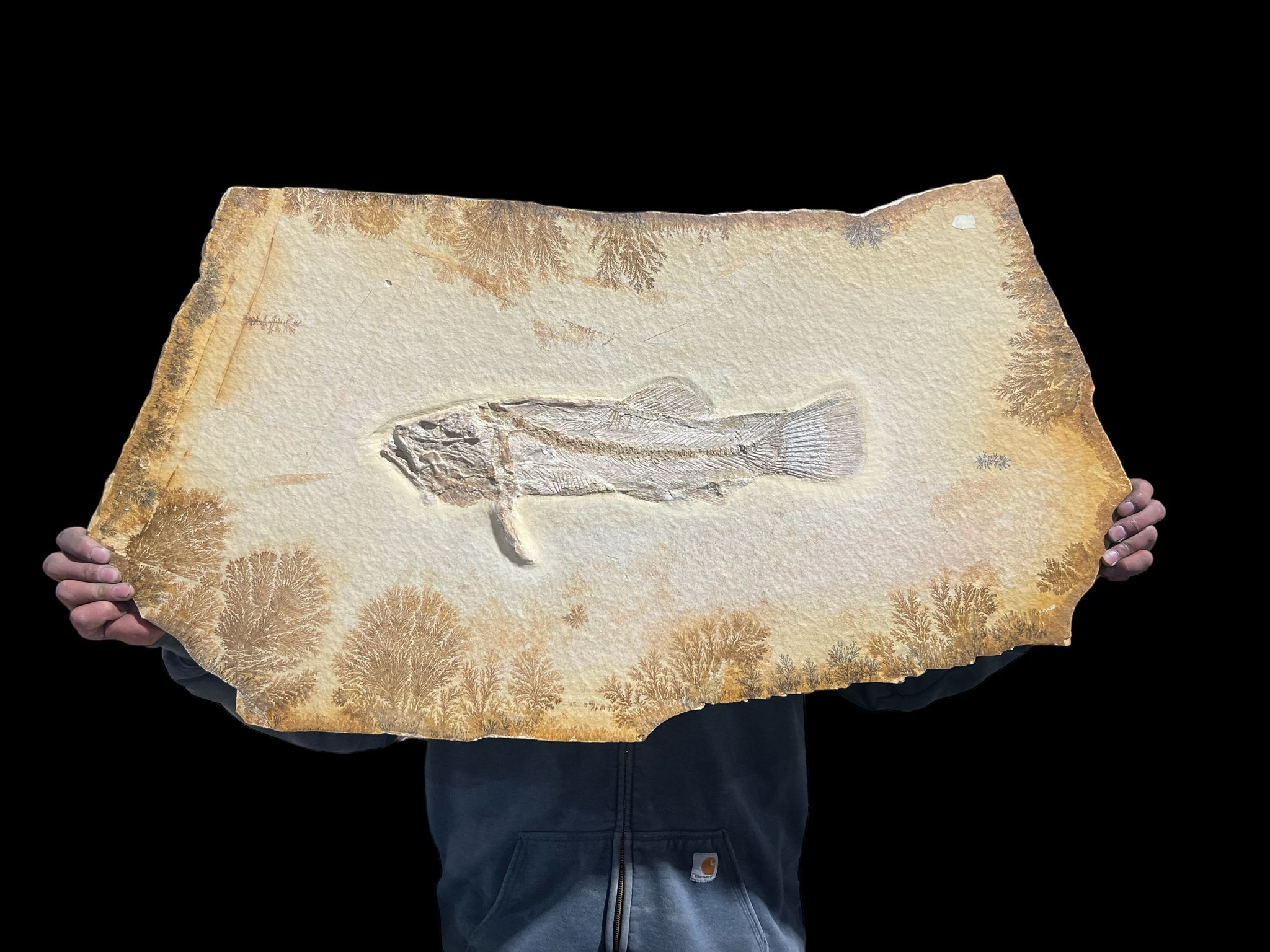 Fossils For Sale | World Class Specimens – Fossil Realm