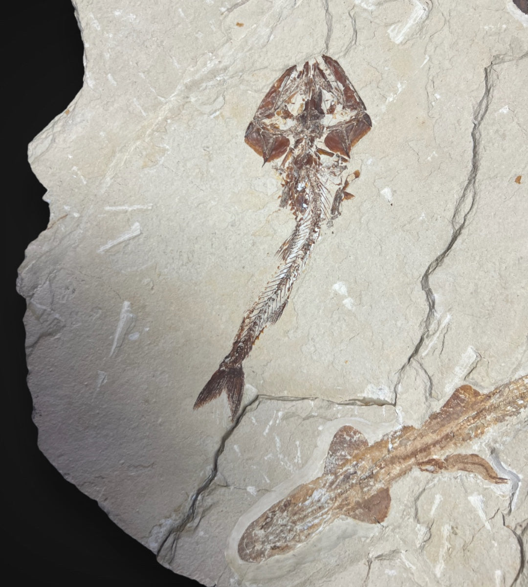 Curated Fossil Collection | Rare and Beautiful Specimens – Fossil Realm