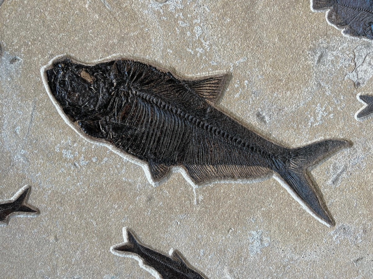 Fossil Gar Fish For Sale - Lepisosteus simplex - 28 Inches – Fossil Realm