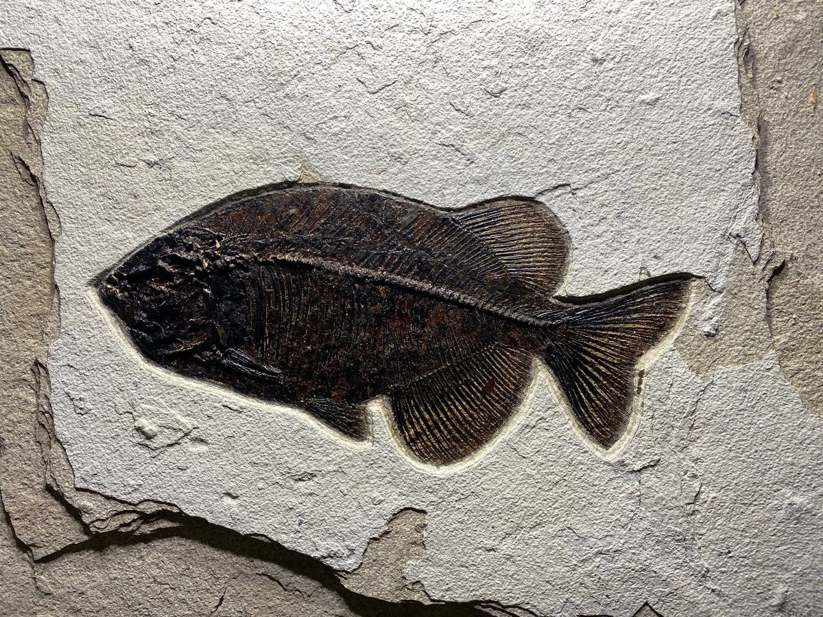 Fossil Gar Fish For Sale - Lepisosteus simplex - 28 Inches – Fossil Realm