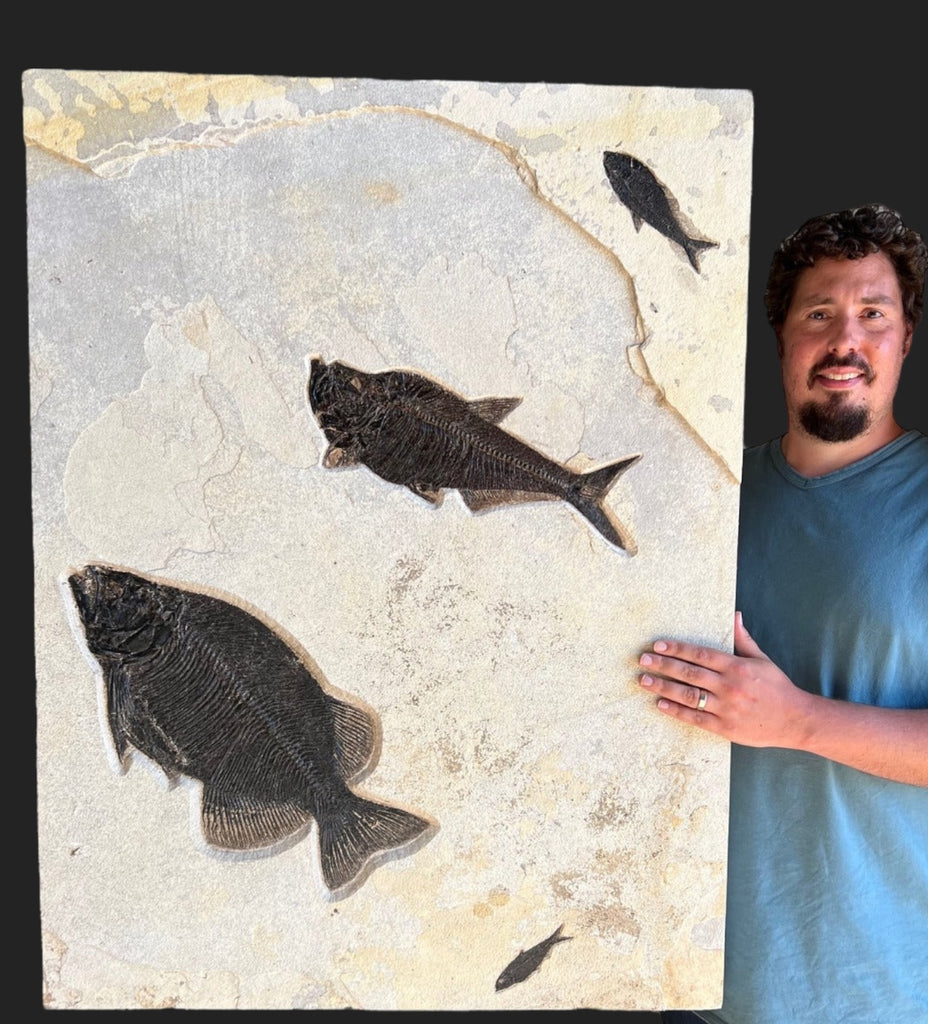 Fossil Fish Mural with large Phareodus – Fossil Realm