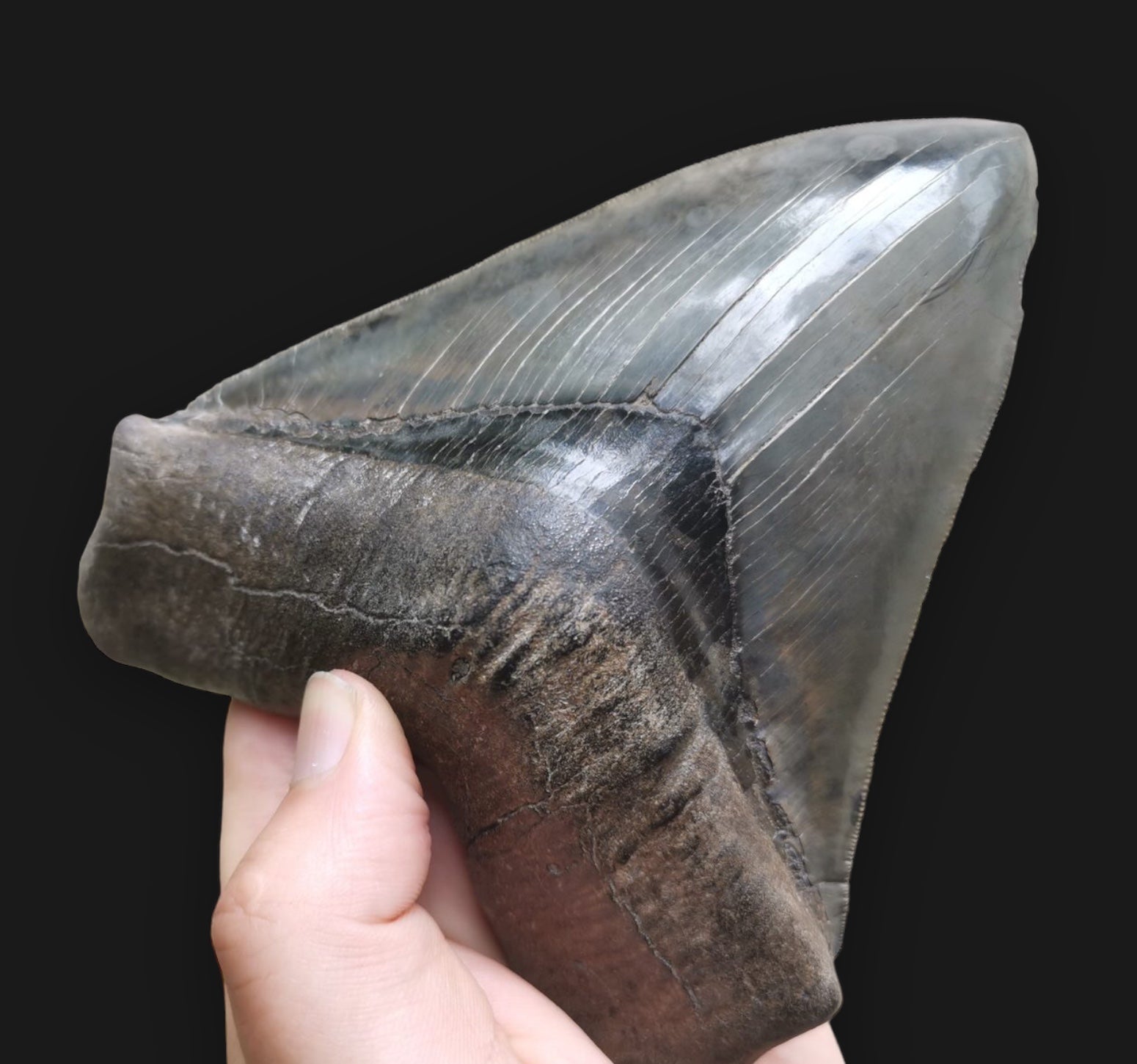 5.82" Megalodon Tooth with Pyrite Inlay – Fossil Realm