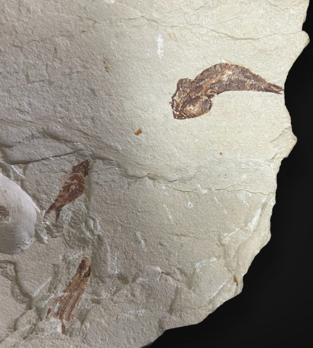 Fish Fossils for Sale: Beautiful Specimens | Fossil Realm