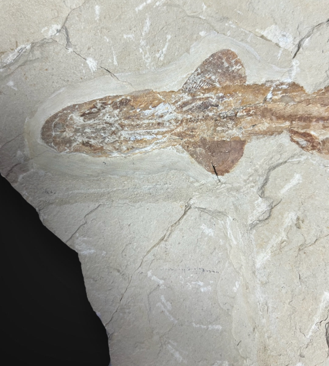 Curated Fossil Collection | Rare and Beautiful Specimens – Fossil Realm