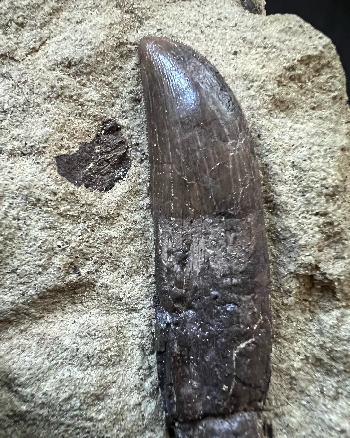 Large T. rex Tooth for Sale - 4.27 inches – Fossil Realm