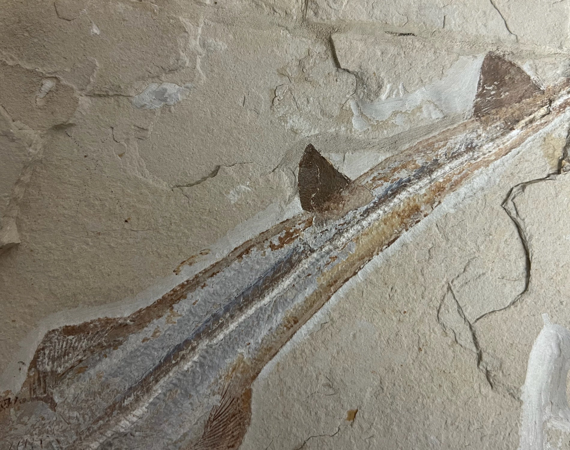 Fossils For Sale | World Class Specimens – Fossil Realm