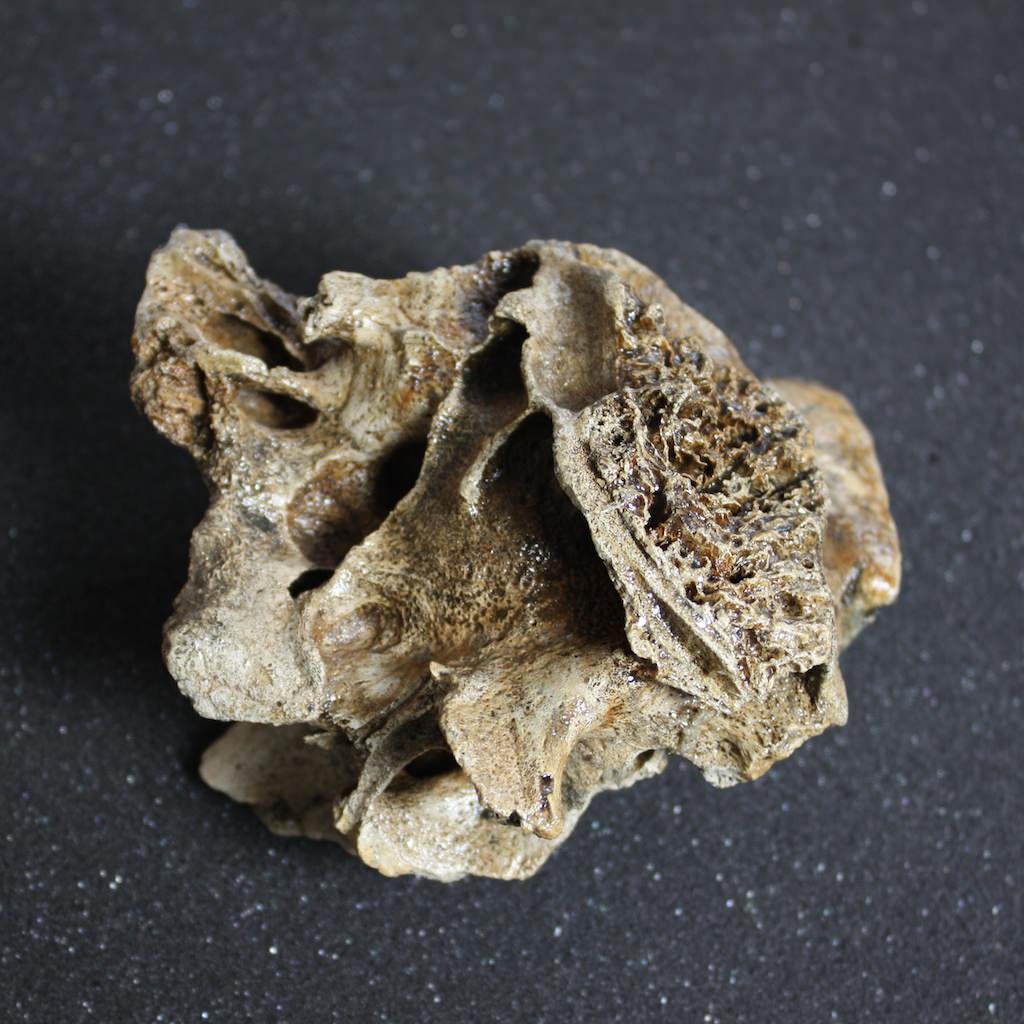 Gomphothere Molar For Sale – Fossil Realm