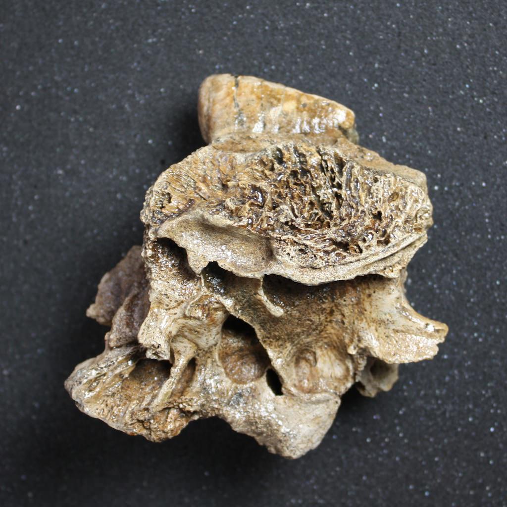 Mammoth Tooth Fossils, Jaw Bones & More | Fossil Realm