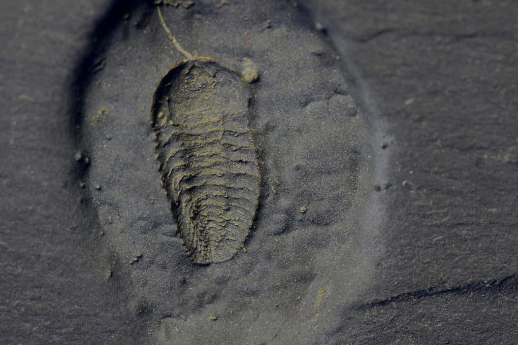 Eight Pyritized Triarthrus Trilobites for Sale – Fossil Realm