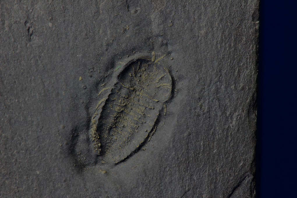 Eight Pyritized Triarthrus Trilobites for Sale – Fossil Realm