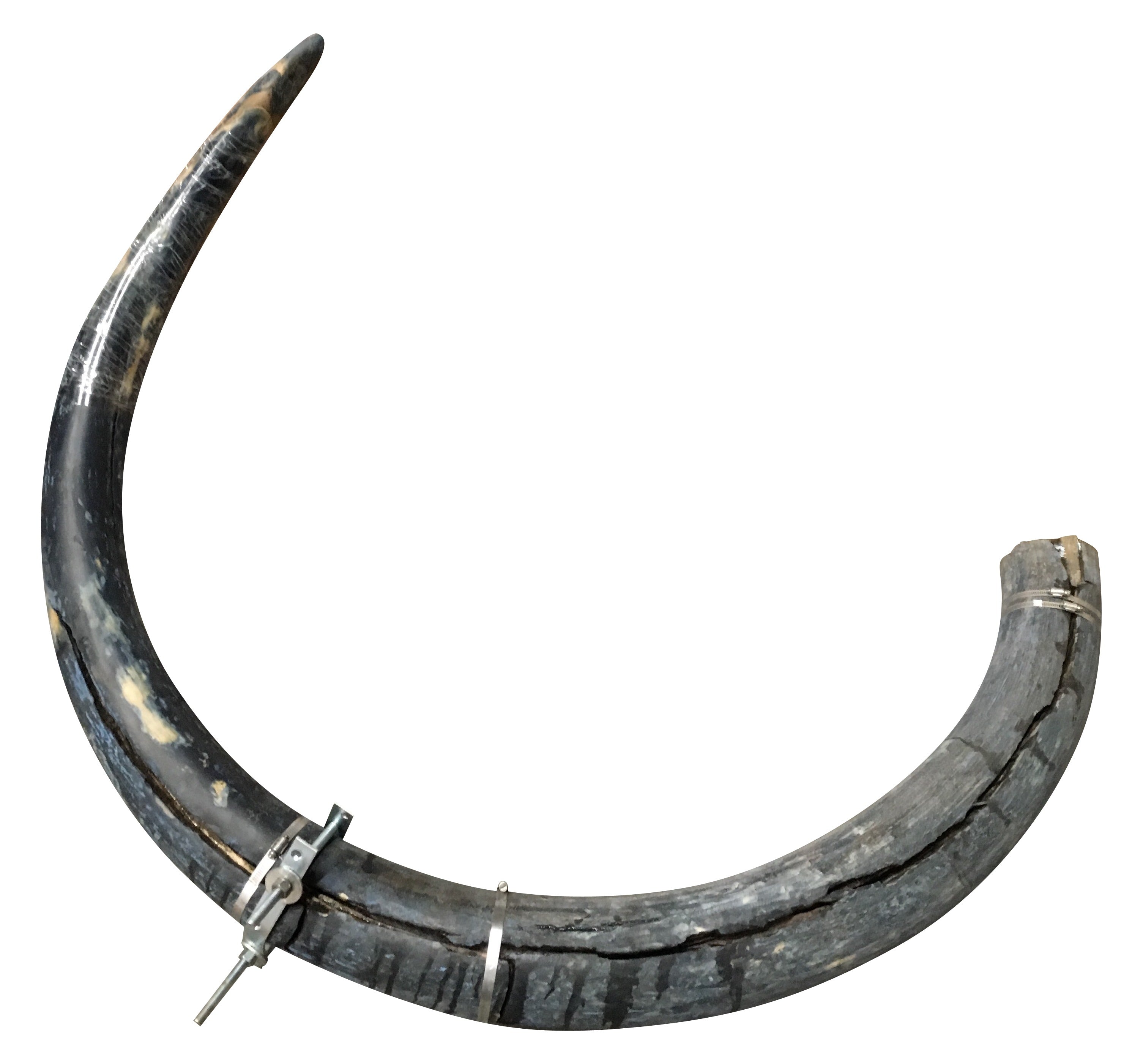 Huge Blue Mammoth Tusk For Sale - Alaska, 119 lbs. - Rare Vivianite ...